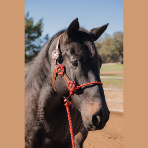 Designer Lariat Halter